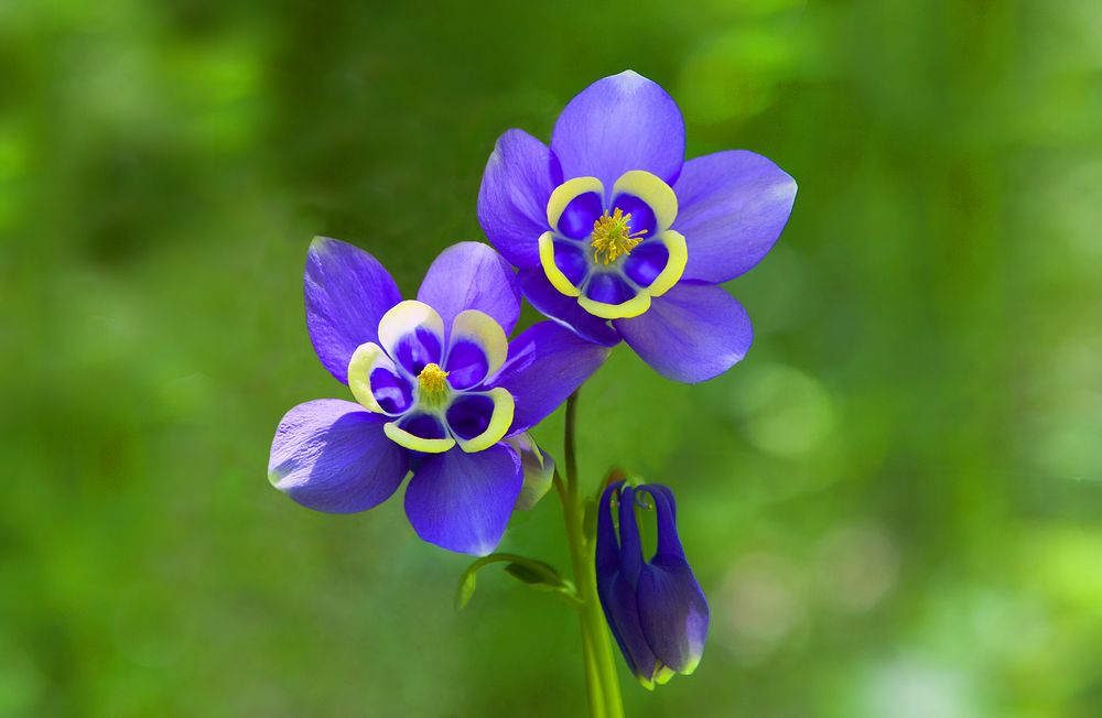 Blumen der Taiga 1 Foto & Bild | blumen, world, outdoor Bilder auf ...