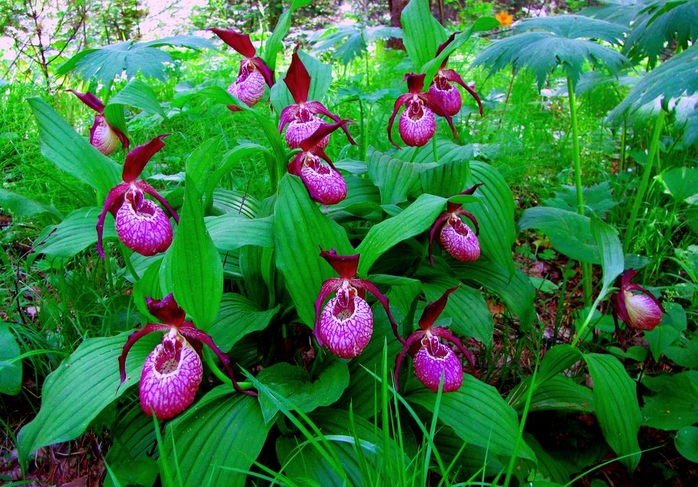 Blumen der Taiga 11 Foto & Bild | blumen, world, outdoor Bilder auf ...