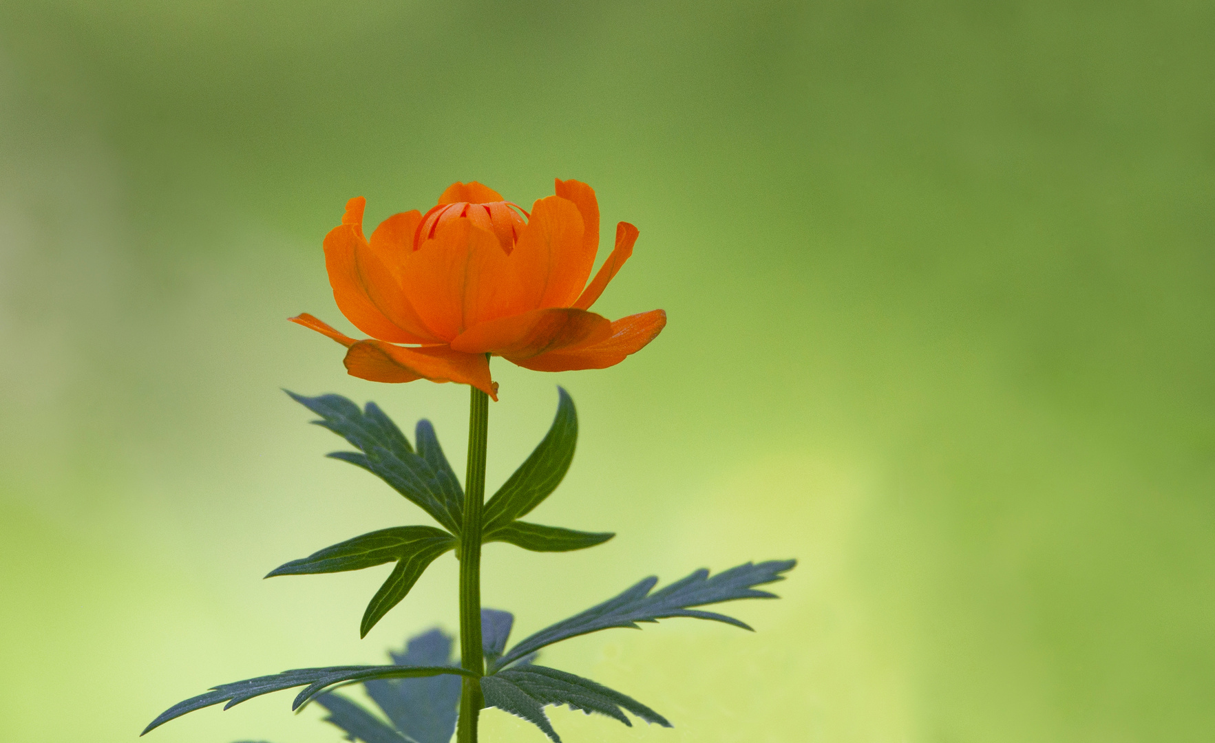 Blumen der Taiga 3 Foto & Bild | blumen, world, outdoor Bilder auf ...