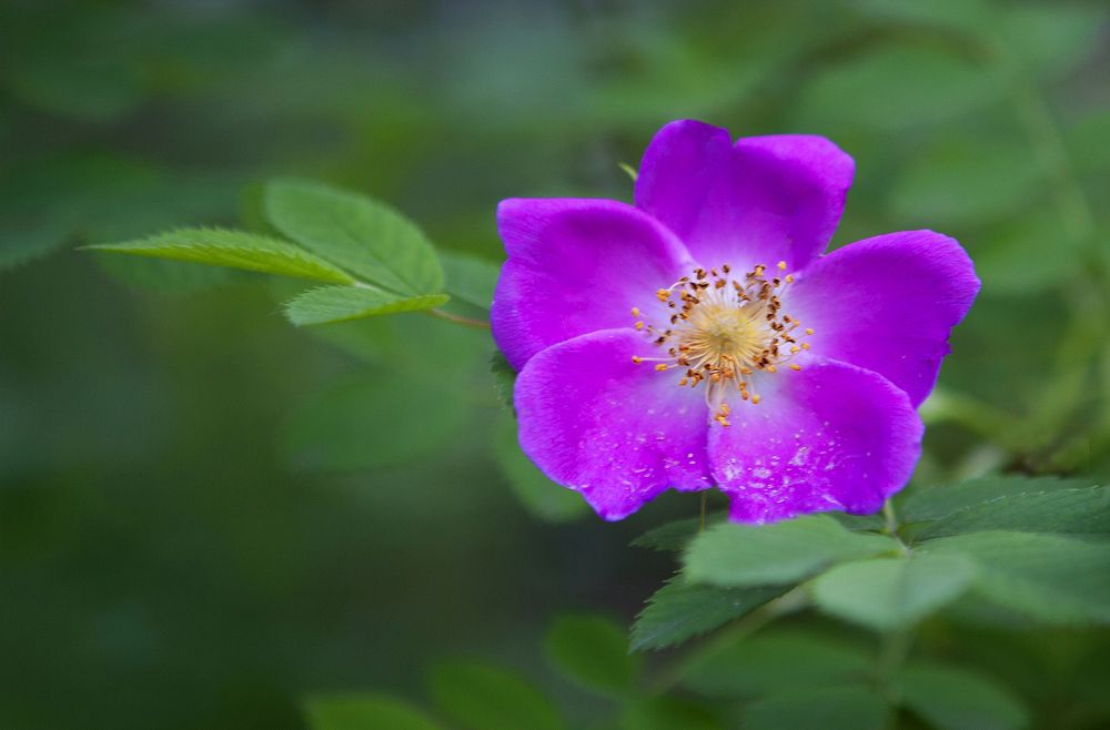 Blumen der Taiga 4 Foto & Bild | blumen, world, outdoor Bilder auf ...