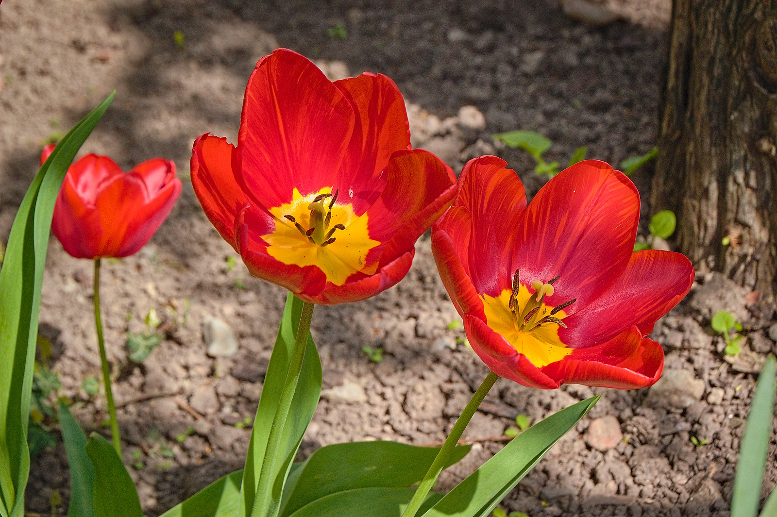 Blumen im April Foto & Bild | fotos, frühling, natur Bilder auf ...