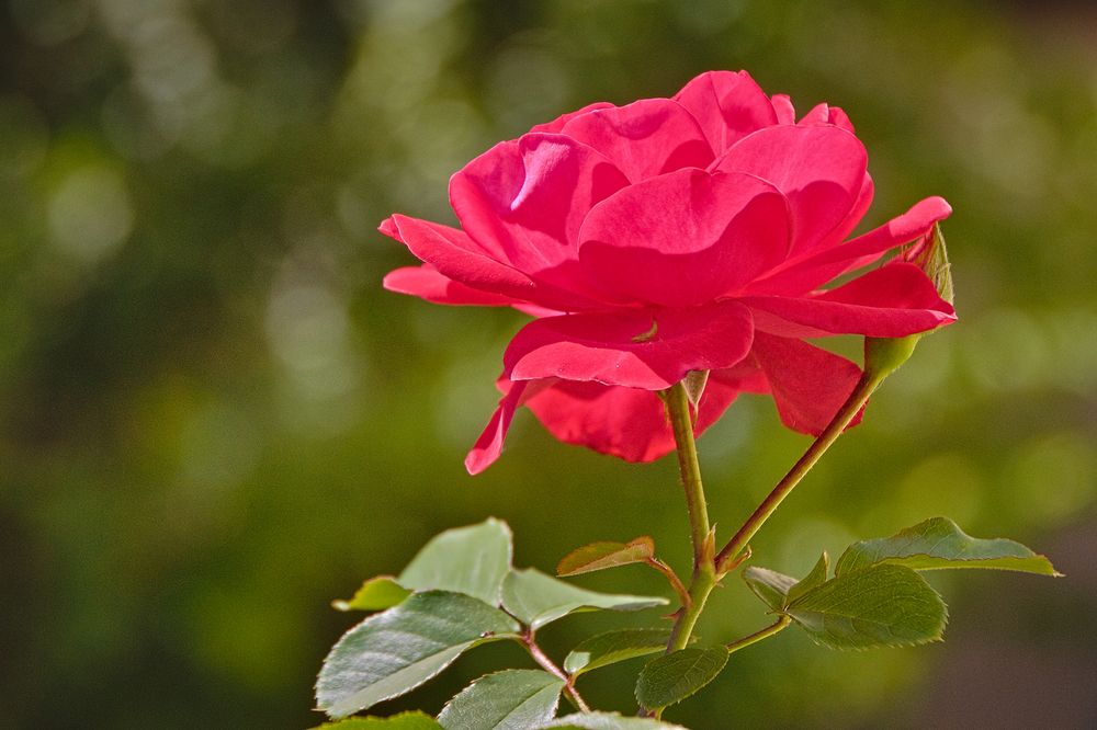 Blumen im August Foto & Bild | pflanzen, pilze & flechten, blüten ...