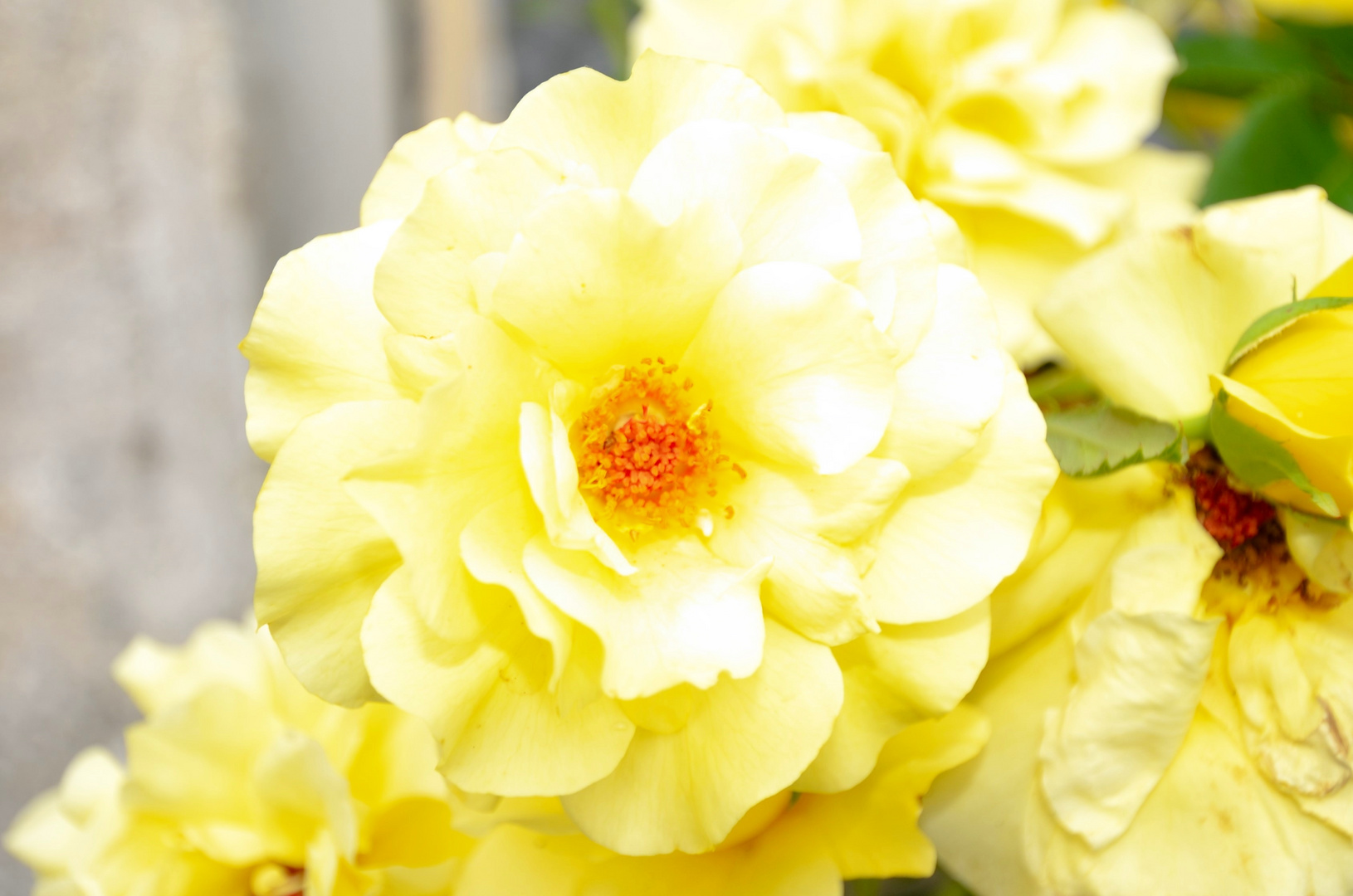 Blumen im Garten Foto & Bild | pflanzen, pilze & flechten, blüten ...