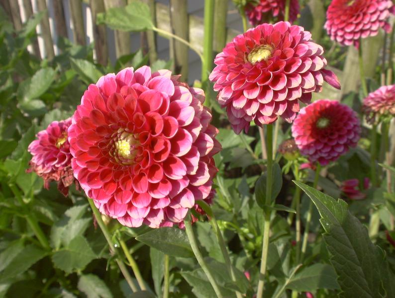 Blumen im Garten Foto & Bild | landschaft, garten- & parklandschaften ...