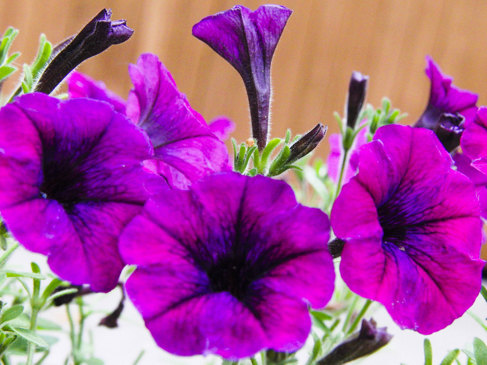 Blumen im Garten 3 Foto & Bild | jahreszeiten, frühling, pflanzen ...