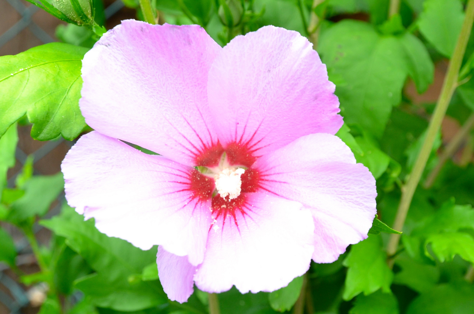 Blumen im Garten Foto & Bild | pflanzen, pilze & flechten, blüten ...