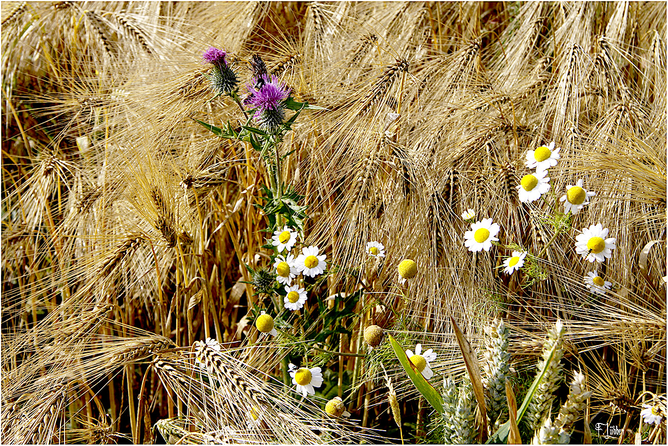 Blumen im Kornfeld Foto & Bild | pflanzen, pilze & flechten, getreide und feldfrüchte, blumen ...