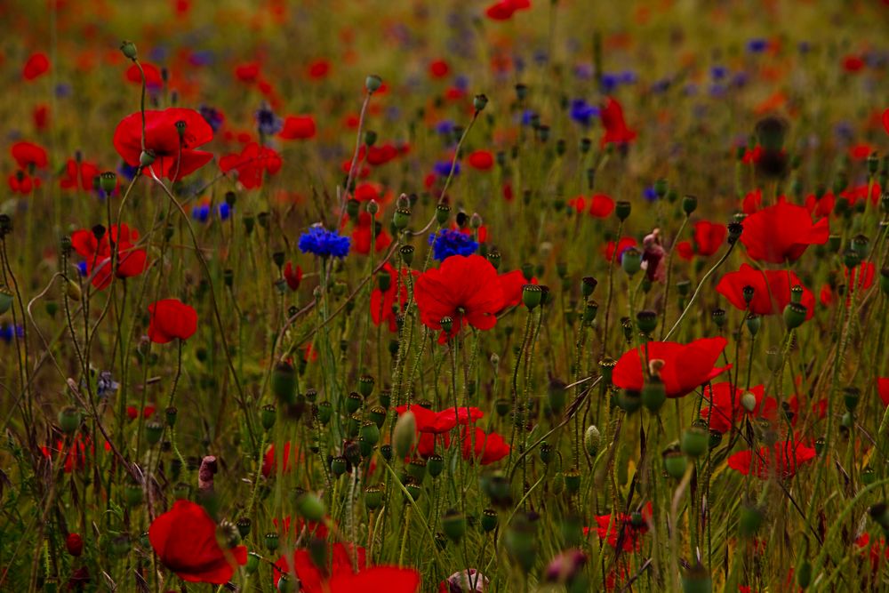 Blumen im Kornfeld Foto & Bild | pflanzen, pilze & flechten, blüten- & kleinpflanzen, mohn ...