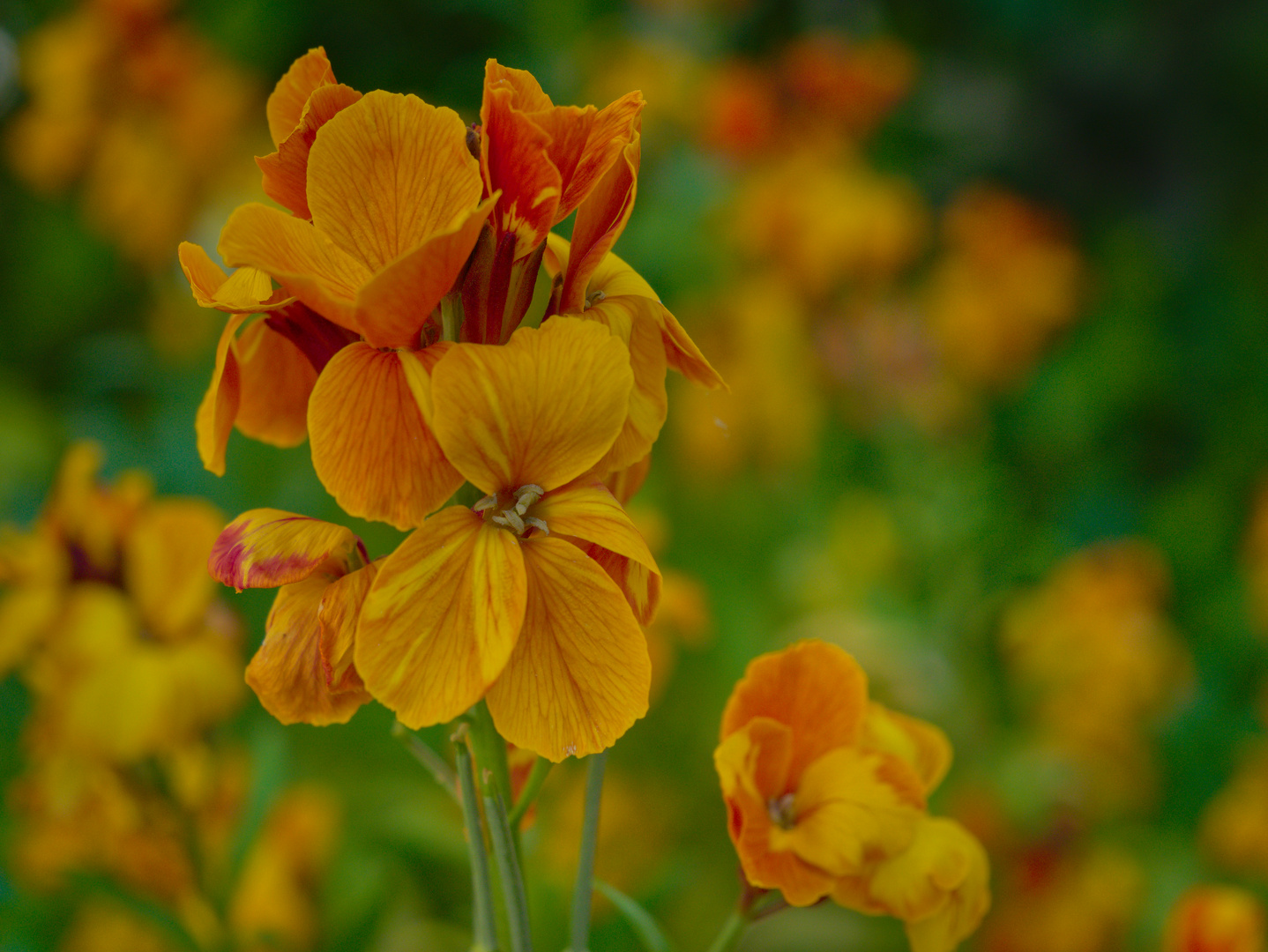 Blumen im Mai Foto & Bild | fotos, frühling, natur Bilder auf fotocommunity