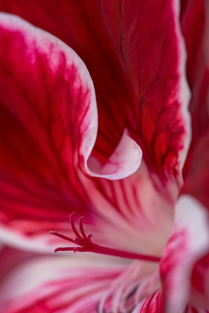 Blumen Makrofotografie Foto & Bild | nah- & makro, techniken, aufnahme-techniken Bilder auf ...
