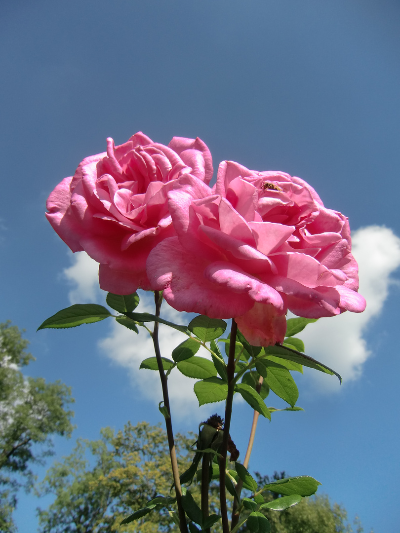 Blumen - Rosa Rose Foto & Bild | pflanzen, pilze & flechten, blüten ...