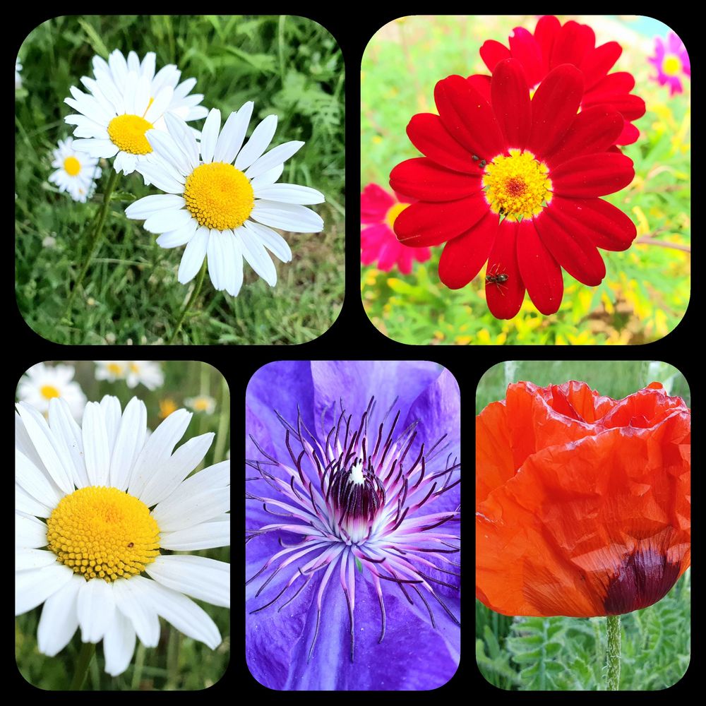 Blumen und Blüten Collage Foto & Bild | pflanzen, pilze & flechten ...