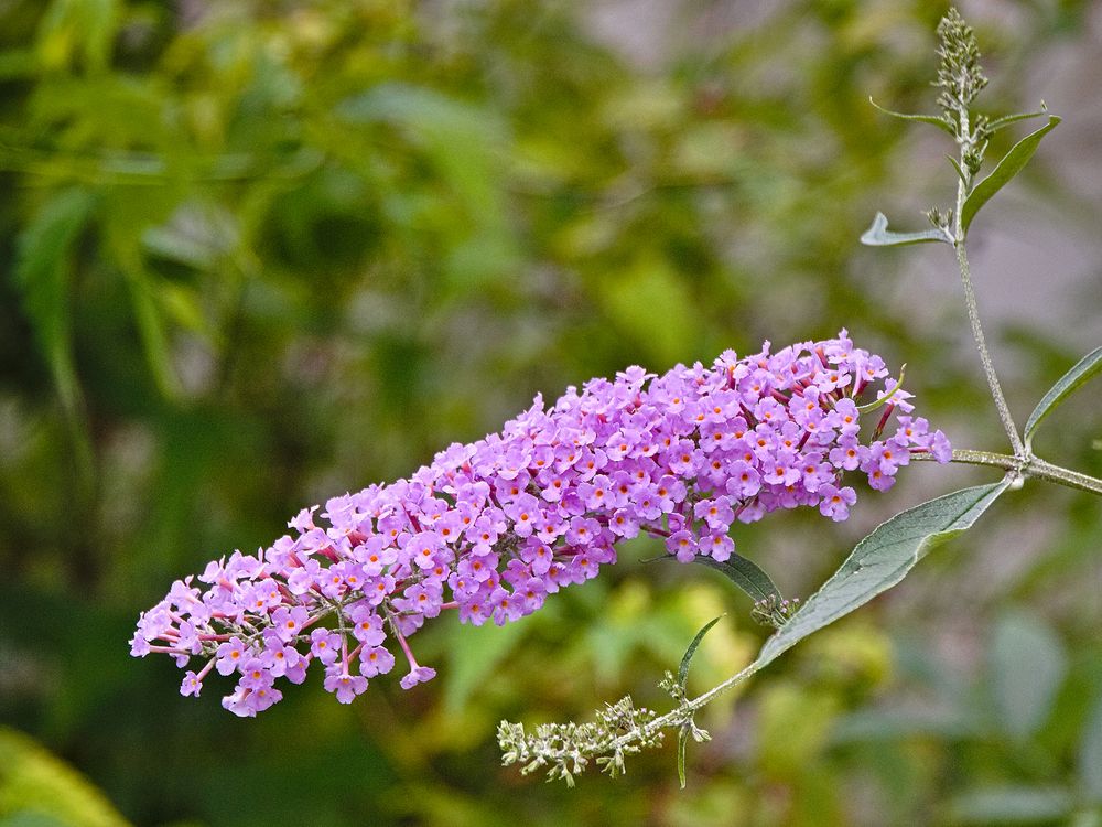 Blumen und Blüten im August Foto & Bild | sommer, natur, pflanzen ...