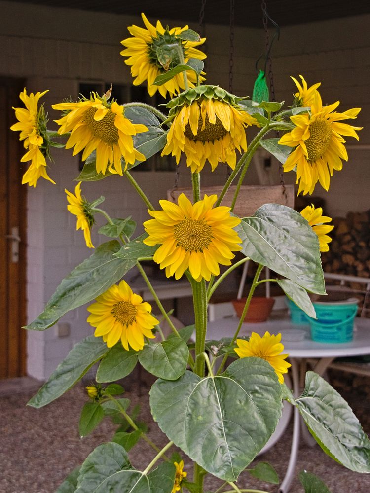 Blumen und Blüten im August Foto & Bild | sommer, natur, pflanzen ...