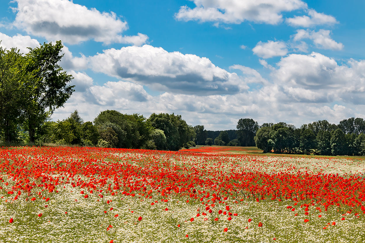 Blumenfeld Foto & Bild | landschaft, jahreszeiten, sommer Bilder auf ...