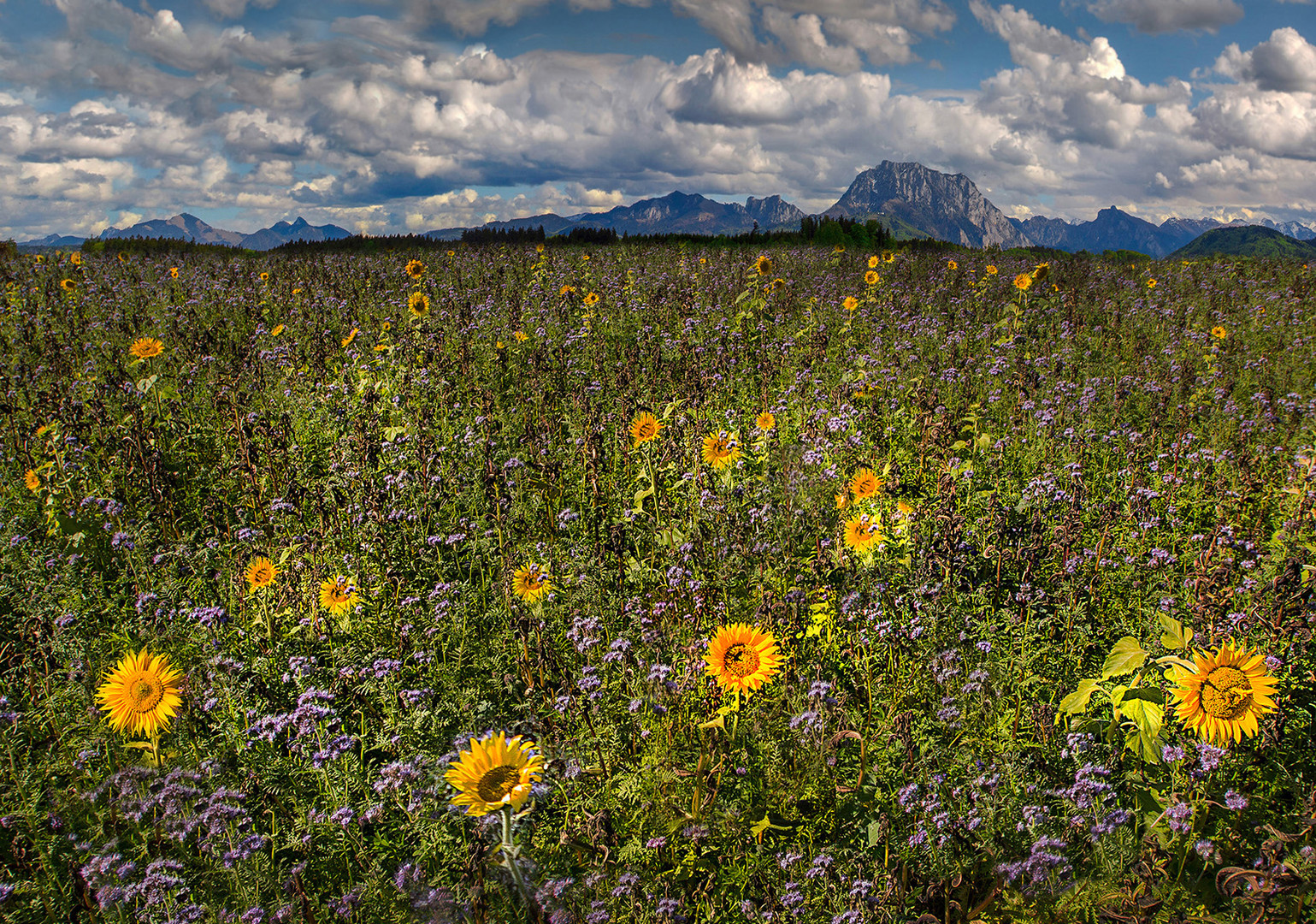 Blumenfeld Foto & Bild | landschaft, natur Bilder auf fotocommunity