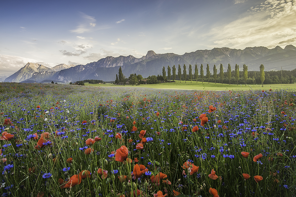 * Blumenfeld * Foto & Bild | europe, schweiz & liechtenstein, pflanzen ...