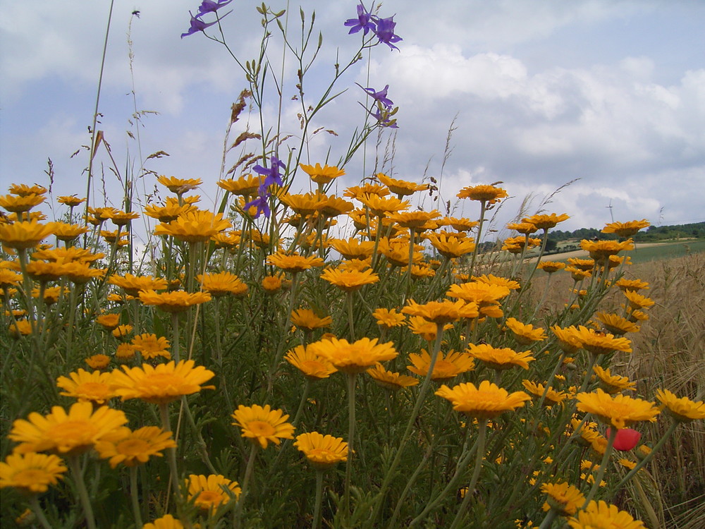 Blumenfeld Foto & Bild | landschaft, Äcker, felder & wiesen ...