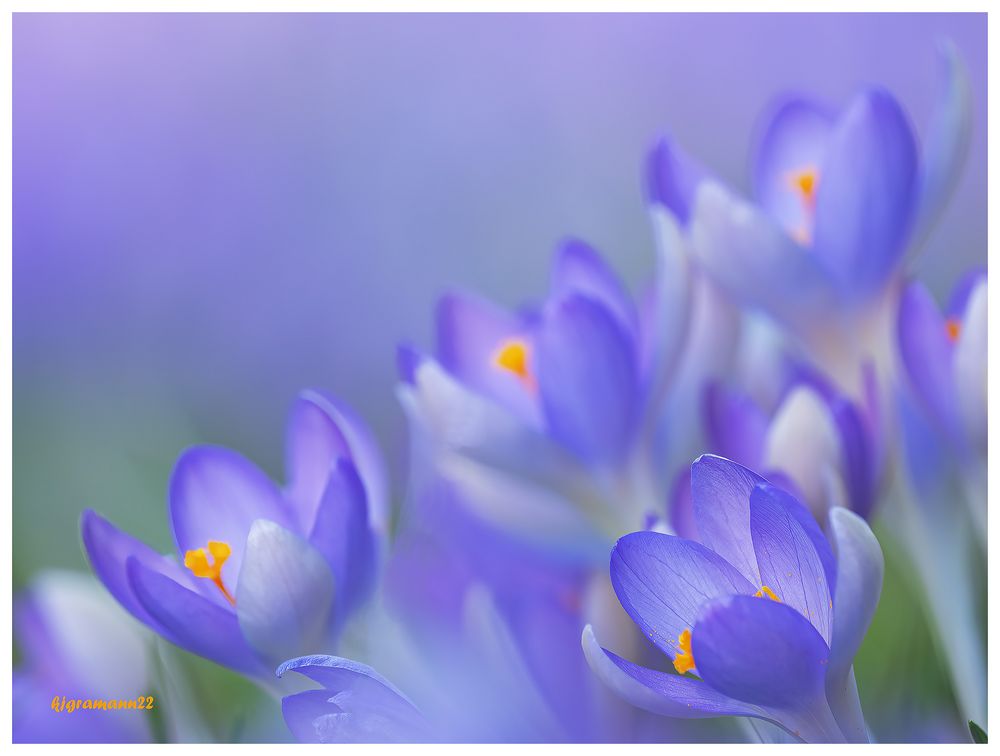 blumengrüsse.... Foto & Bild | spezial, dokumentation, blau Bilder auf fotocommunity