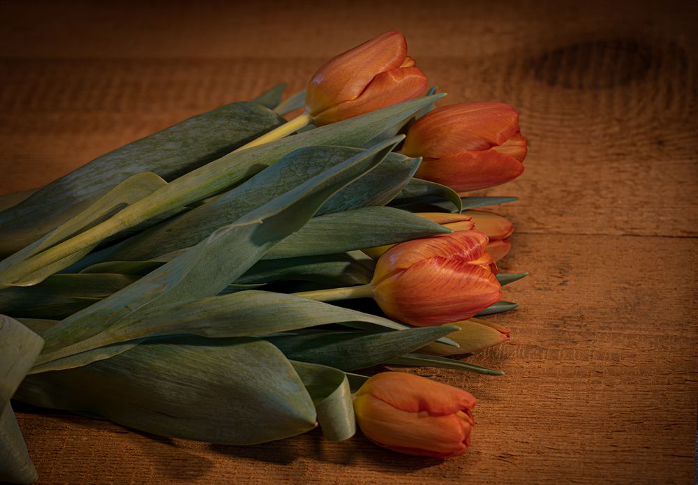 Blumengrüße Foto & Bild | spezial, tulpen, mittwochsblümchen Bilder auf fotocommunity