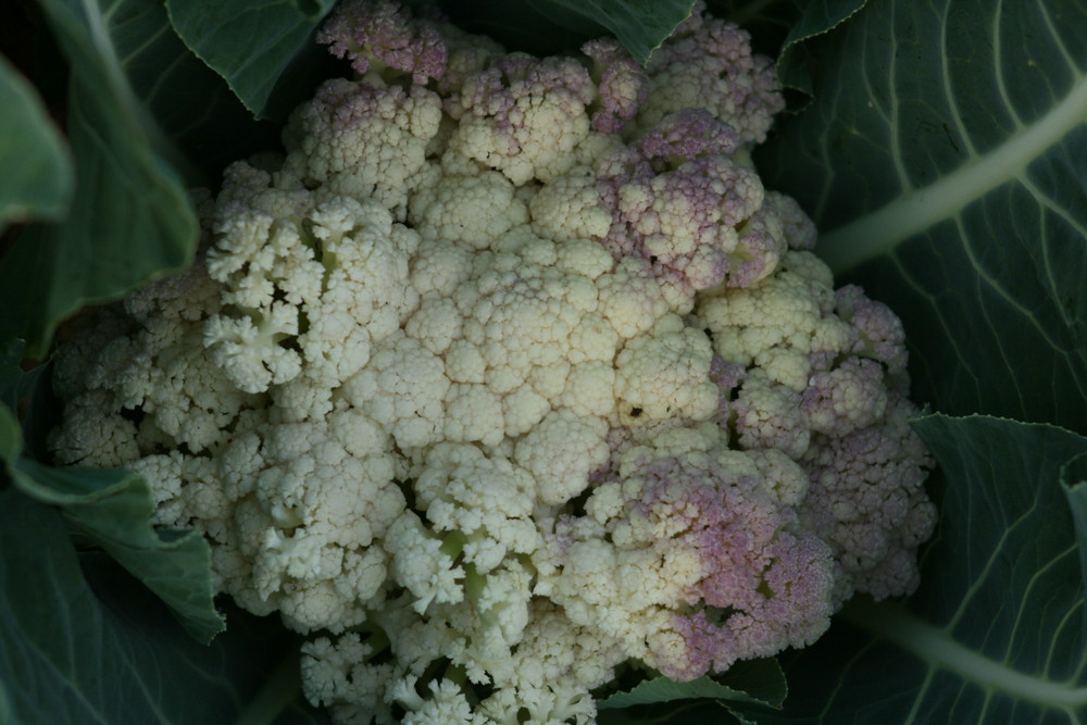 Blumenkohl Foto & Bild | pflanzen, pilze & flechten, getreide und ...