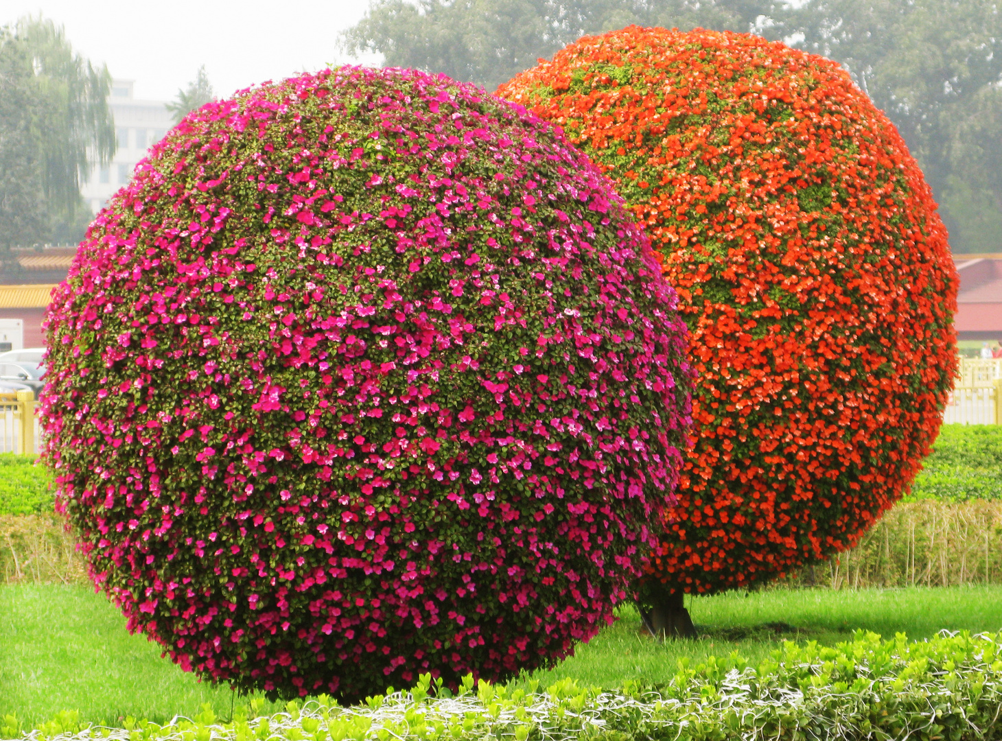 Blumenkugel-Bäume Foto & Bild | projekte, mittwochsblümchen, thementage Bilder auf fotocommunity