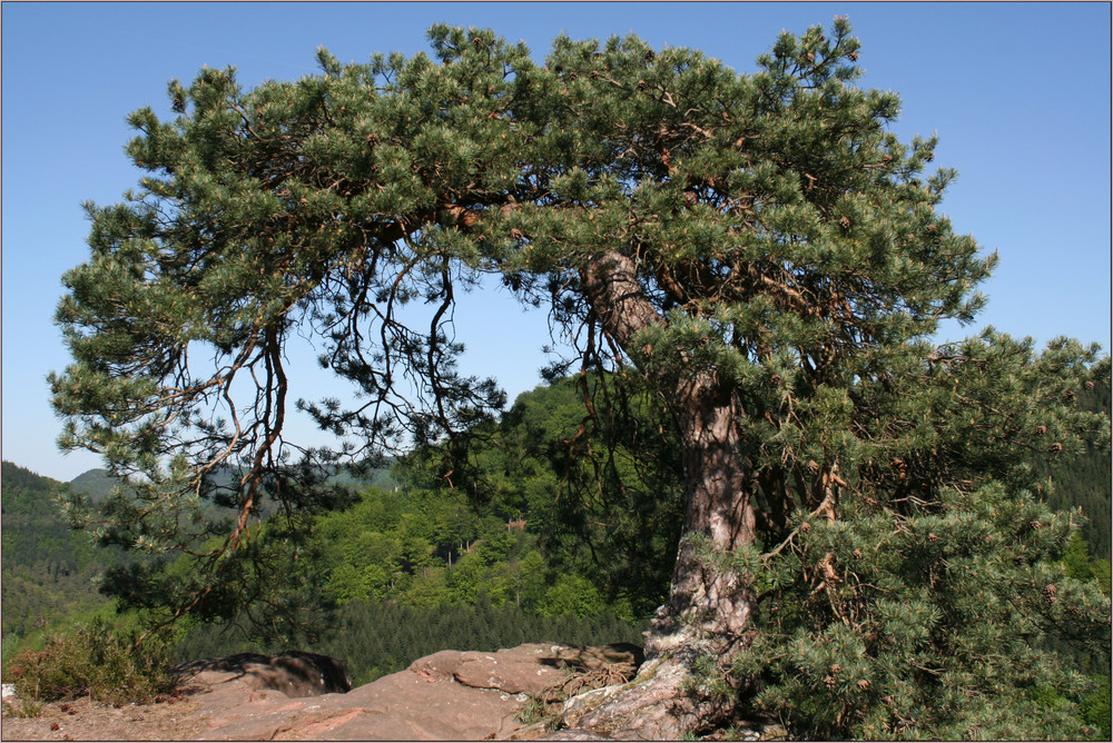 Blumenstein Foto & Bild | deutschland, europe, rheinland-pfalz Bilder ...