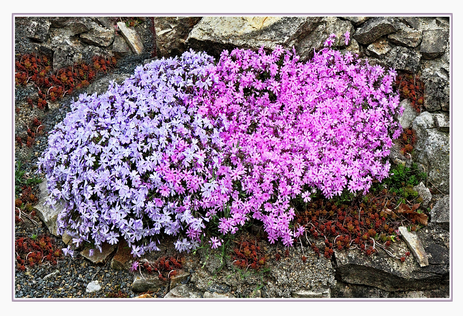 Blumenteppich- Foto & Bild | landschaft , nature, stillleben Bilder auf ...