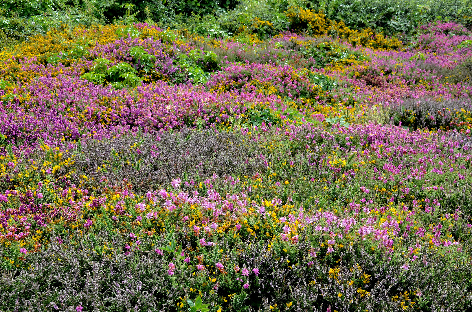 Blumenteppich Foto & Bild | blumen, heidekraut, kräuter Bilder auf ...