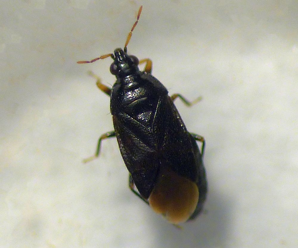 Blumenwanze Orius niger Foto & Bild | tiere, wildlife, insekten Bilder auf fotocommunity