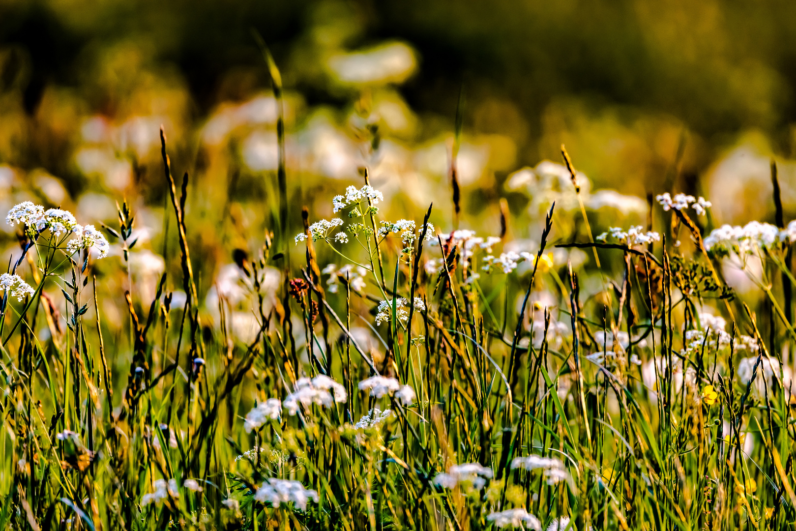 Blumenwiese Foto & Bild | natur Bilder auf fotocommunity