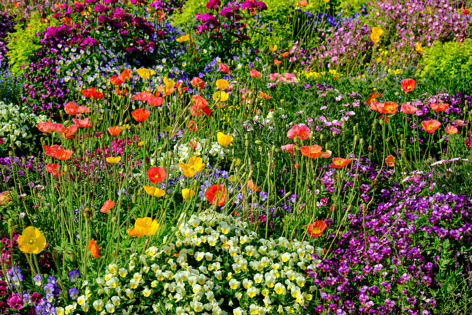 Blumig Foto & Bild | world, sommer, natur Bilder auf fotocommunity