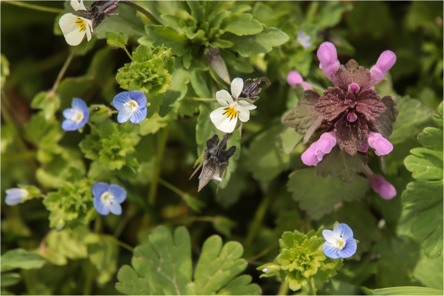 Blumig Foto & Bild | licht, frühling, felder Bilder auf fotocommunity