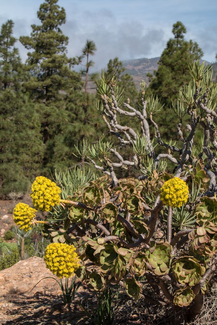 blumig Foto & Bild | nature, spain, world Bilder auf fotocommunity