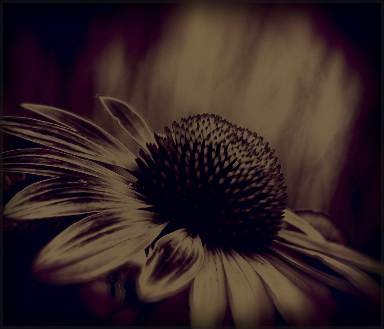 Blumig Foto & Bild | natur, pflanzen, pilze & flechten, blüten ...