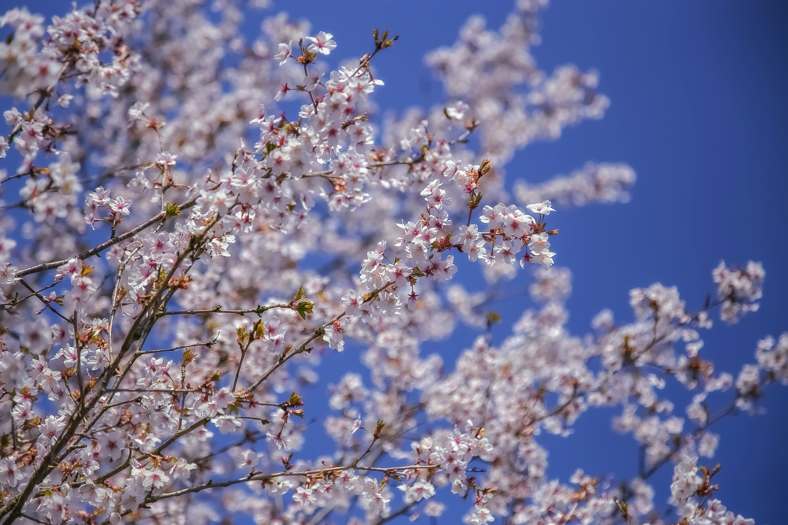 blumig Foto & Bild | fotos, art, spezial Bilder auf fotocommunity