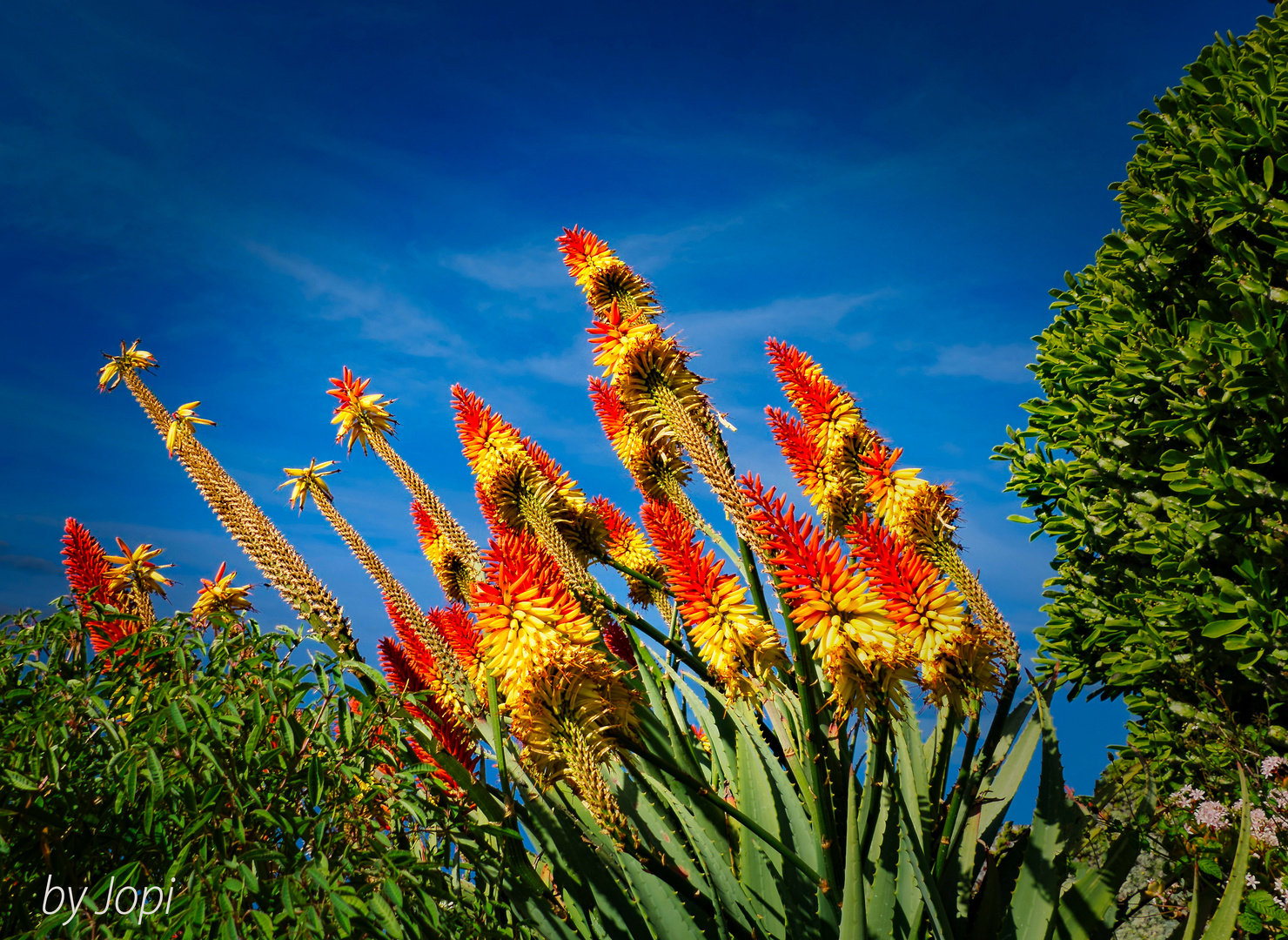 Blumig Foto & Bild | winter, himmel, natur Bilder auf fotocommunity