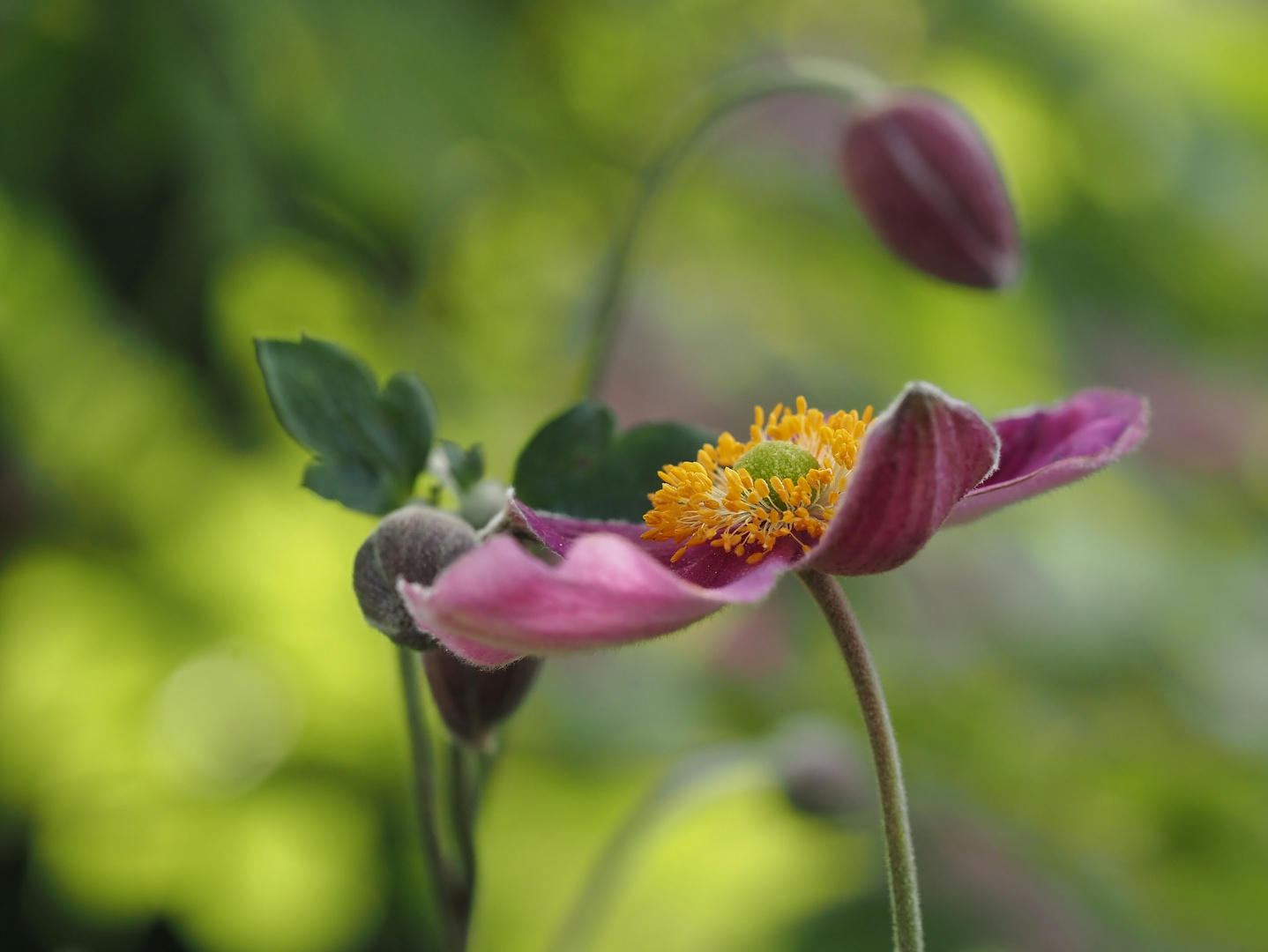 "Blumig".... Foto & Bild | pflanzen, pilze & flechten, blüten ...