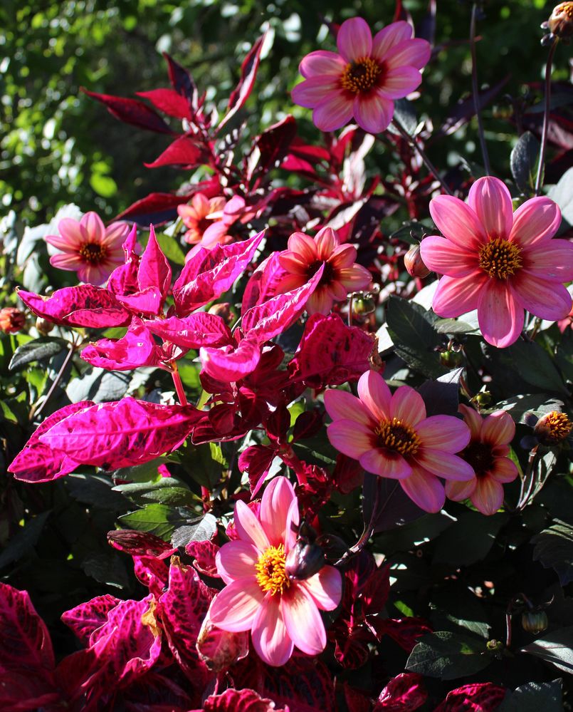 Blumig blühend ... Foto & Bild | deutschland, europe, berlin Bilder auf ...