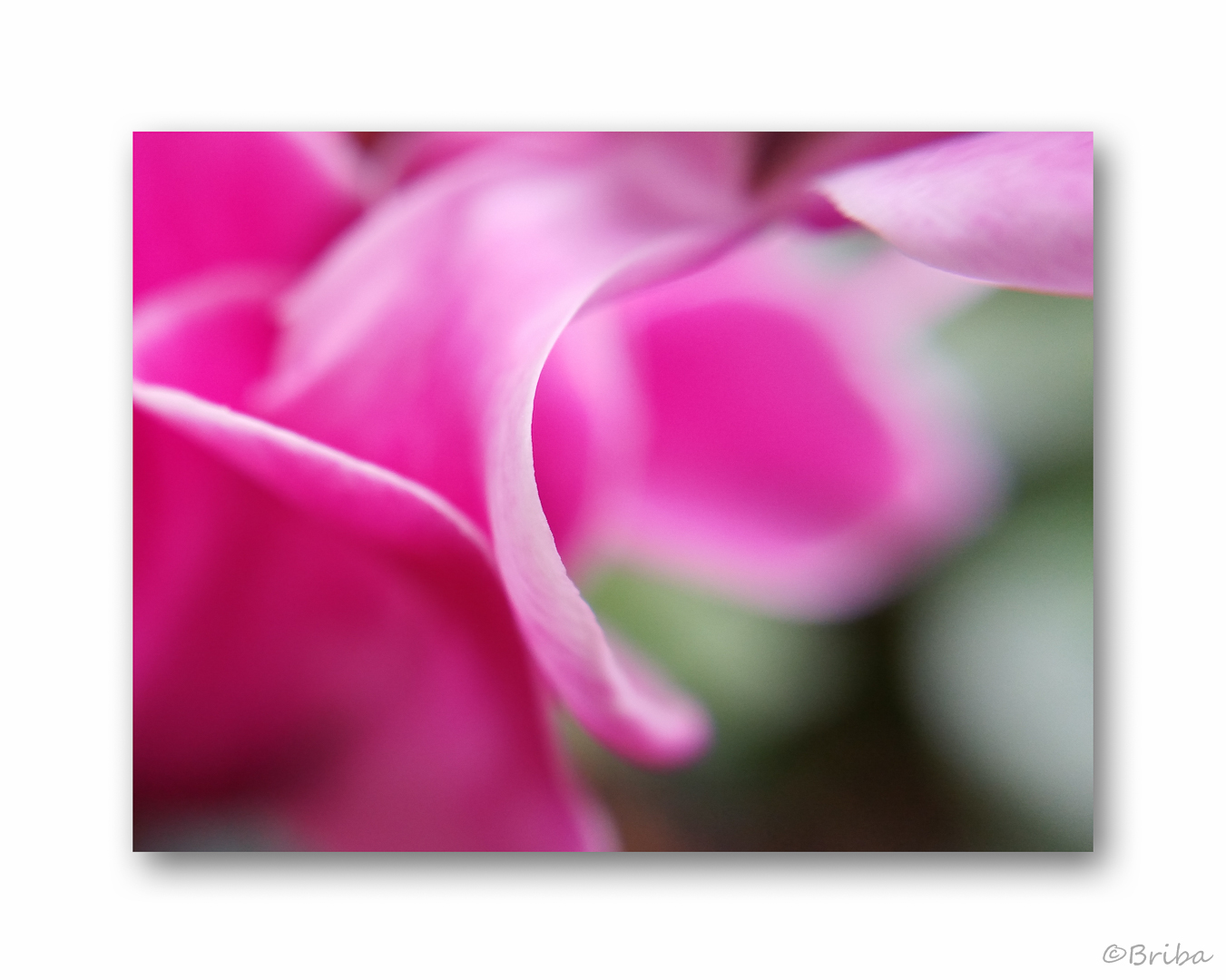 blumig Foto & Bild | makro, handy, rosa Bilder auf fotocommunity