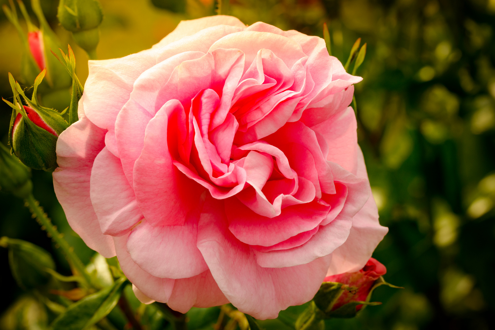 Blumme 003 150mm Foto & Bild | natur, pflanzen, blüten Bilder auf ...