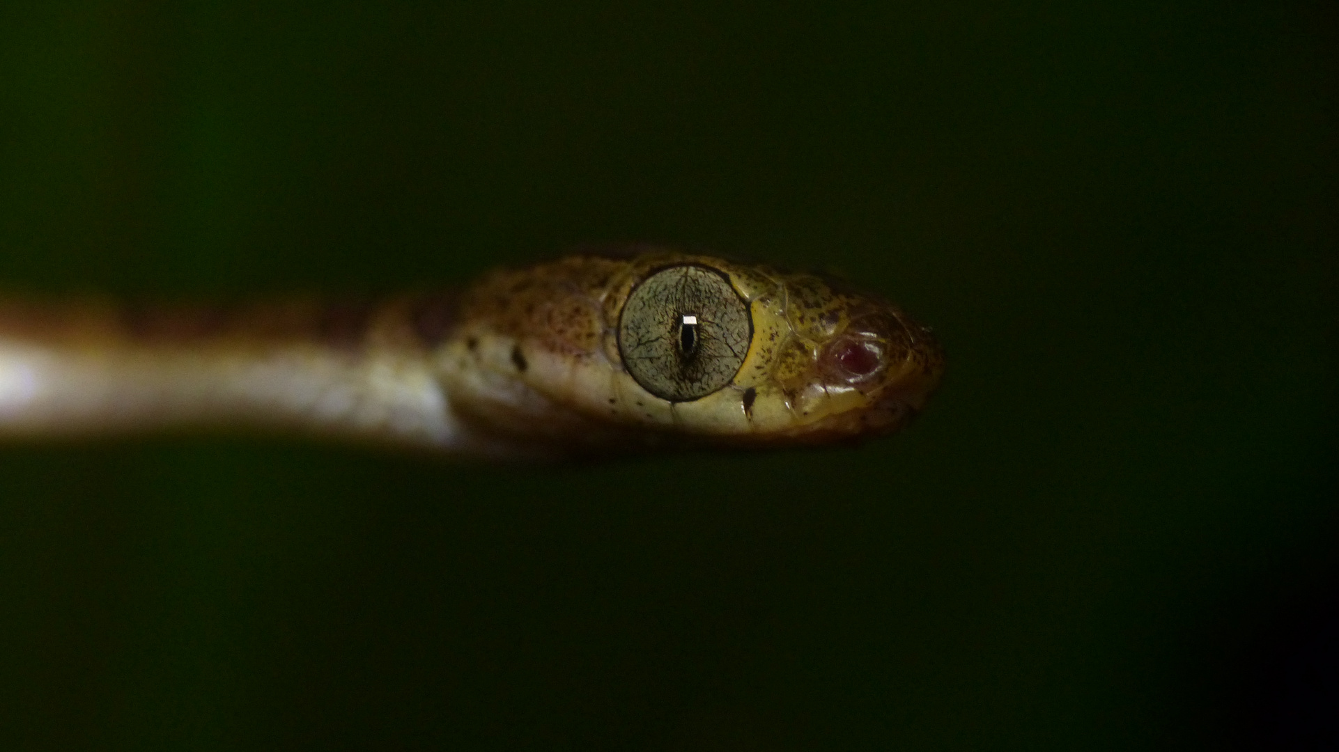 blunt headed tree snake Foto & Bild | fotos, outdoor, natur Bilder auf ...