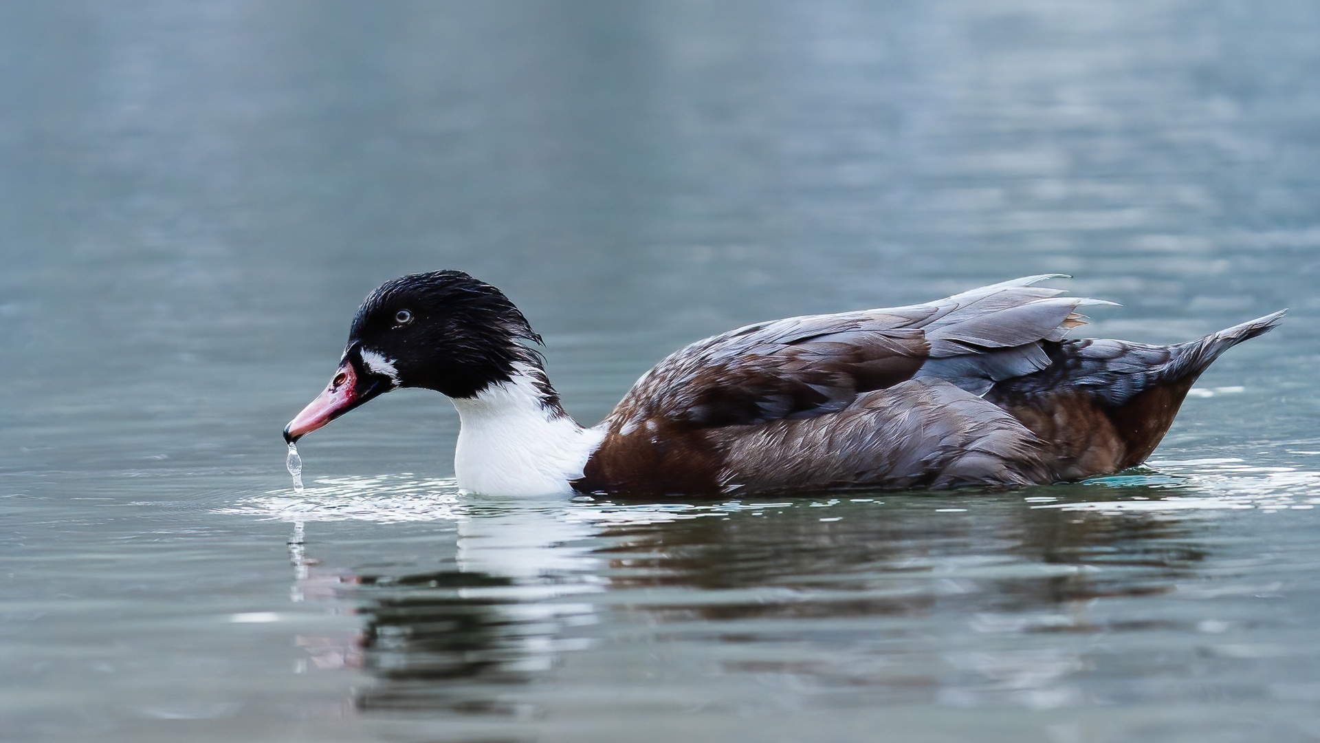 Blupp Foto & Bild | fotos, natur, see Bilder auf fotocommunity