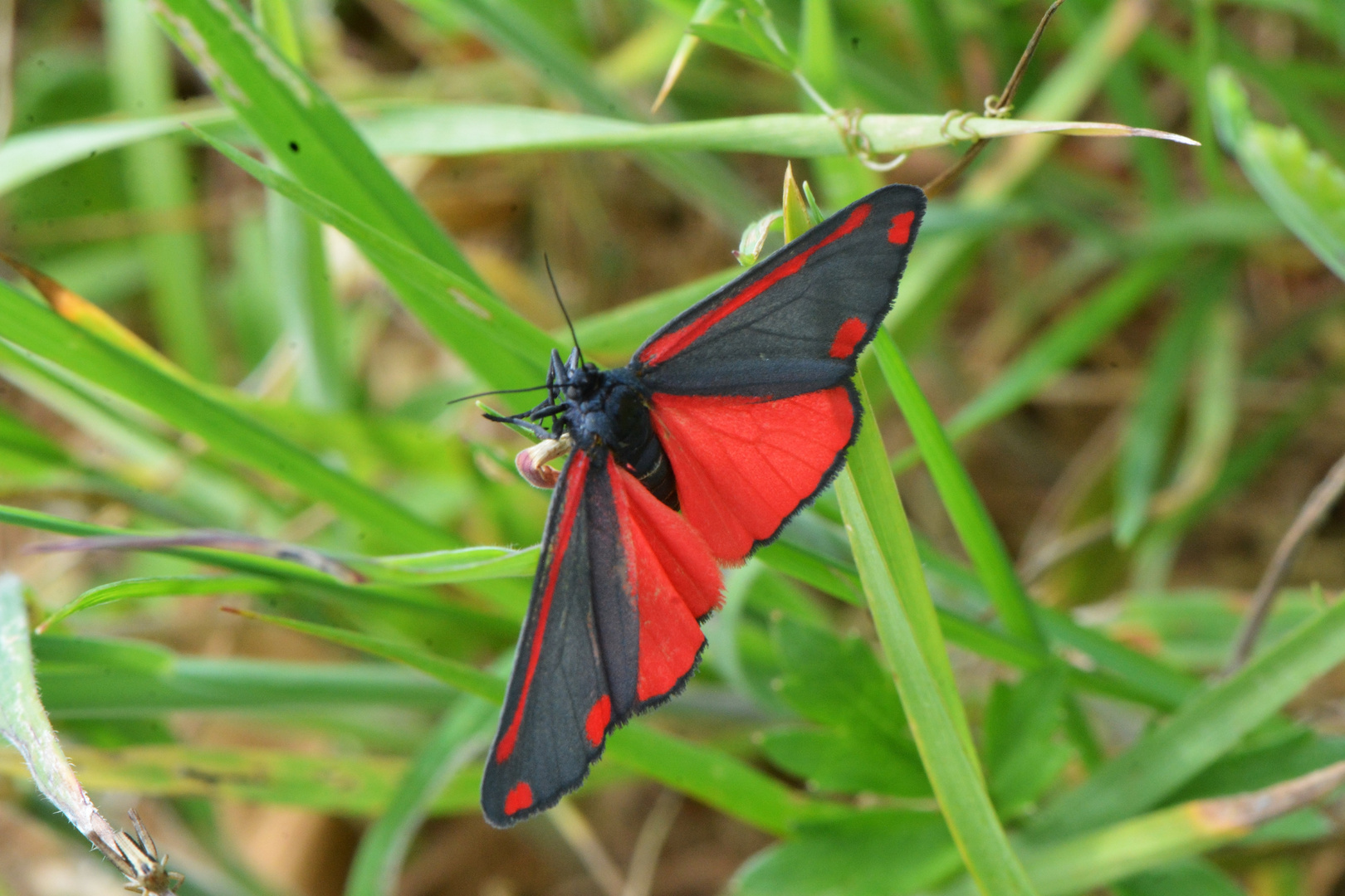Blutbär, Jakobsbär, Thyria jacobea Foto & Bild | natur, insekten ...