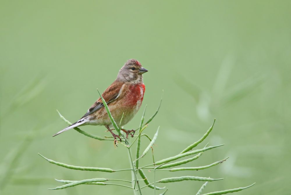 Bluthänfling-Hahn Foto & Bild | natur, tiere, vögel Bilder auf ...