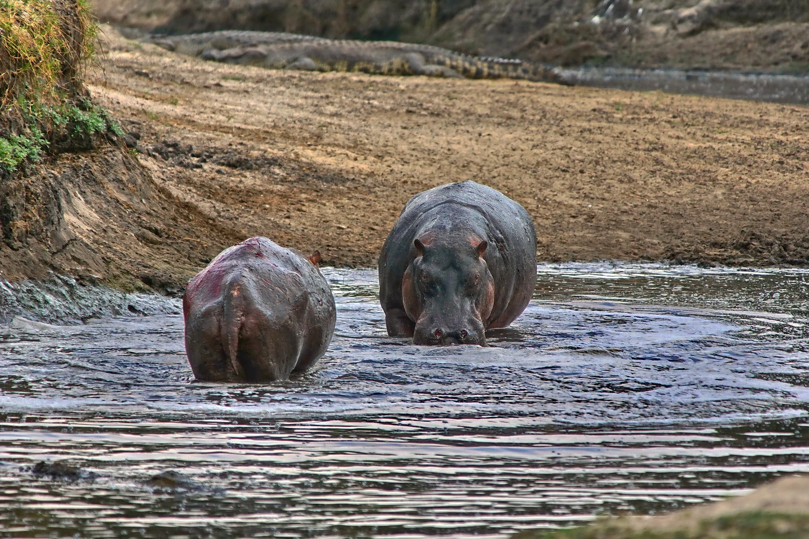 Blutiges Duell Foto & Bild | africa, eastern africa, tiere Bilder auf ...