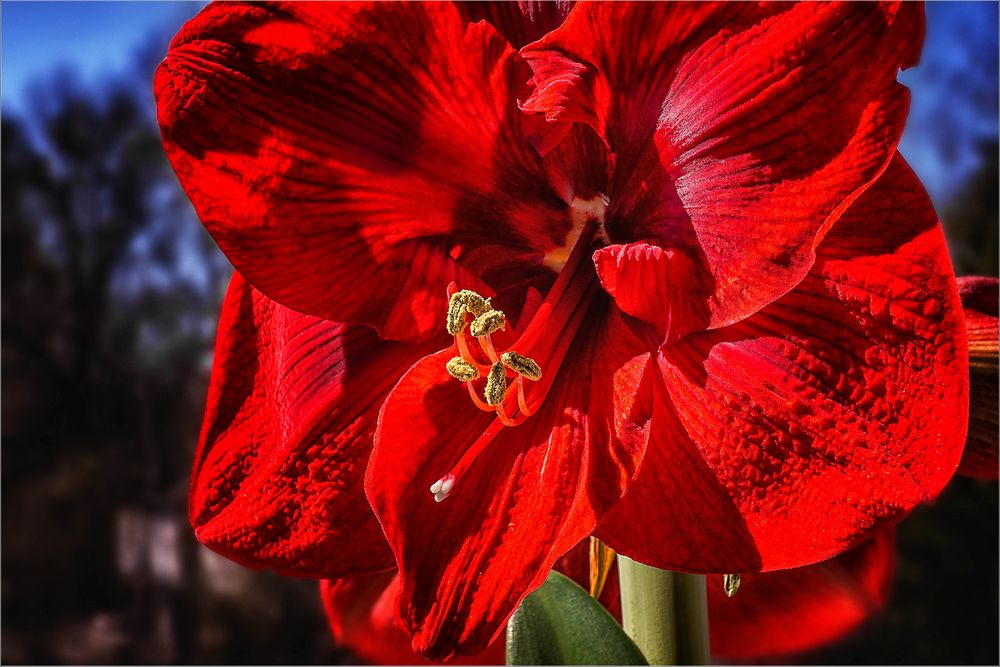 blutrot ... Foto & Bild | spezial, rot, makro Bilder auf fotocommunity