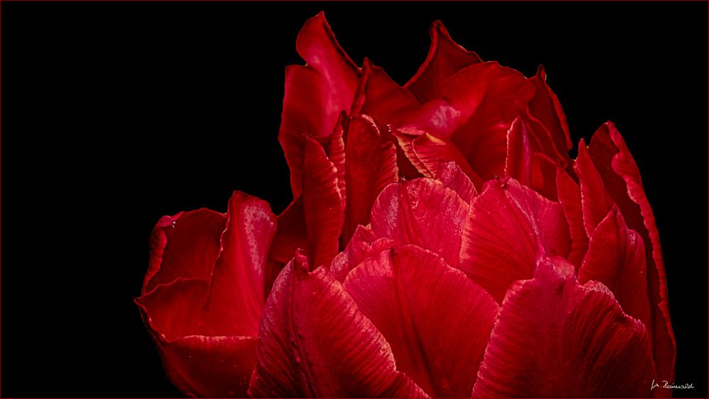 Blutrot .... Foto & Bild | rot, natur, nahaufnahme Bilder auf fotocommunity