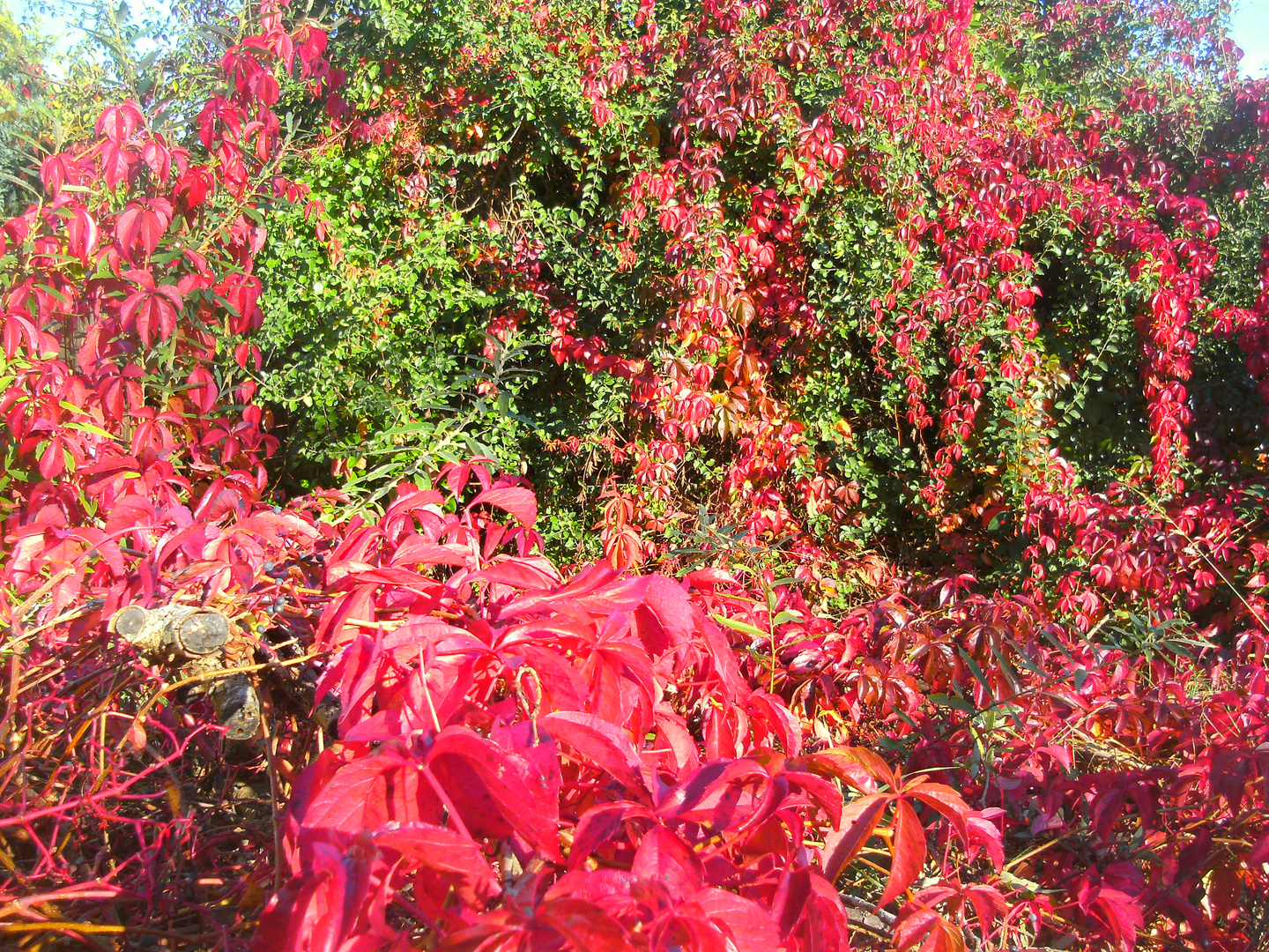 Blutroter Wilder Wein im Goldenen Herbst 6 Foto & Bild | jahreszeiten ...