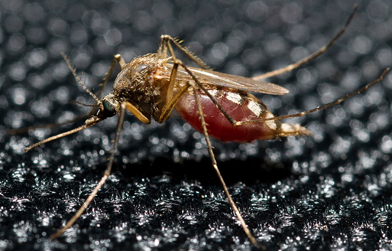 Blutsauger Foto & Bild | tiere, wildlife, insekten Bilder auf fotocommunity